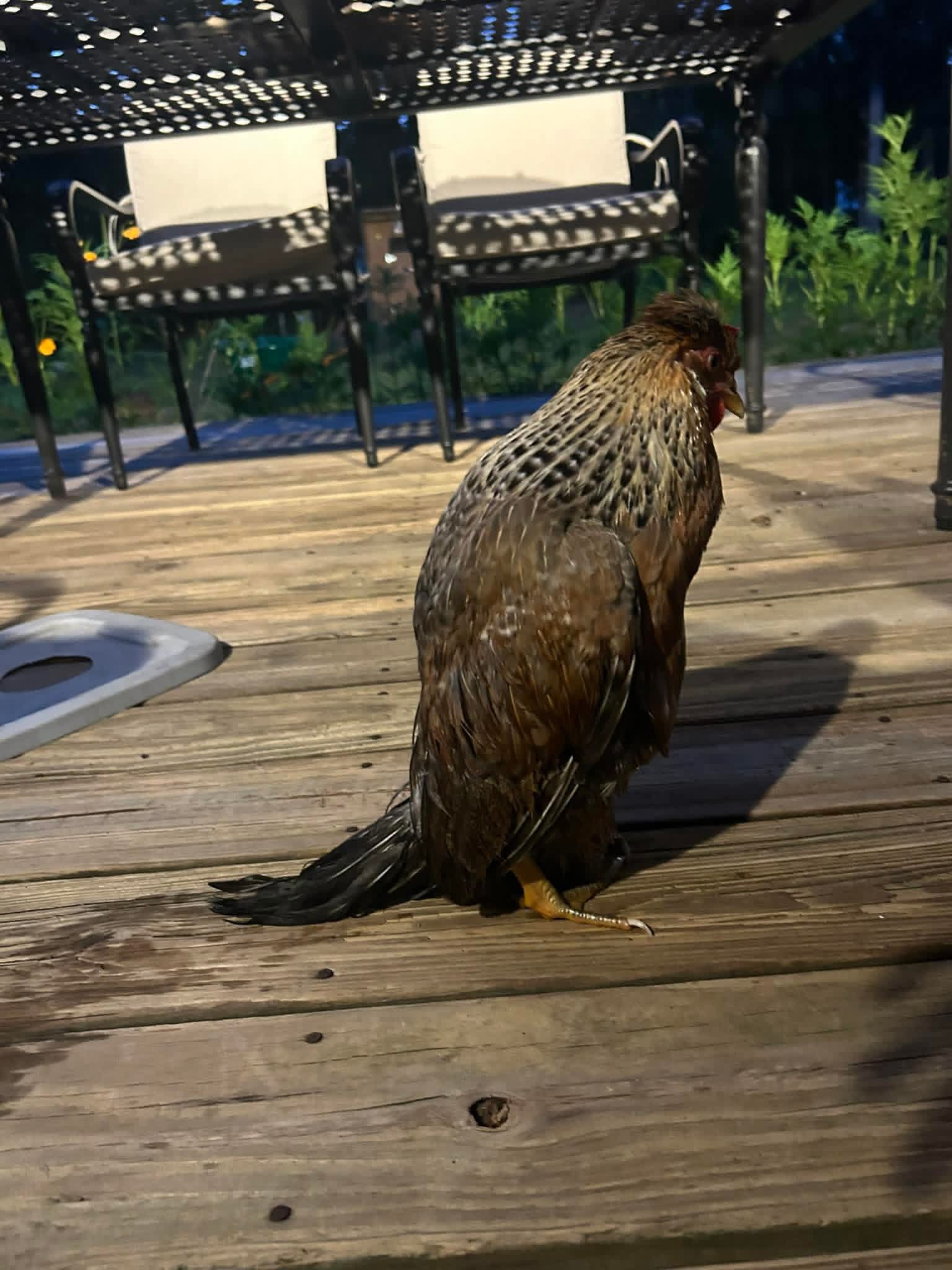 Egg Bound Chickens: What You Need to Know – Wise County Chicken Farm