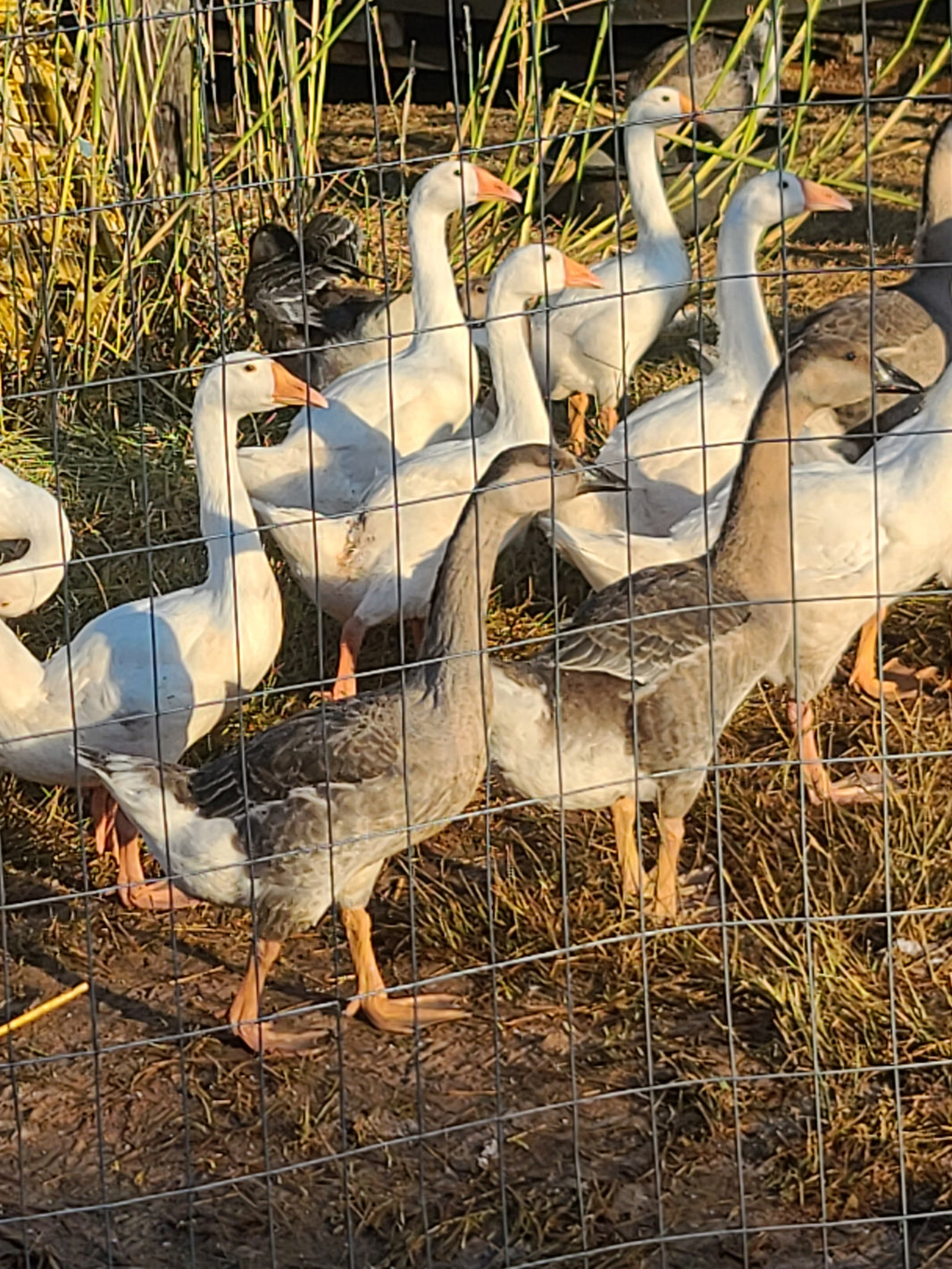 Wise County Chicken Farm