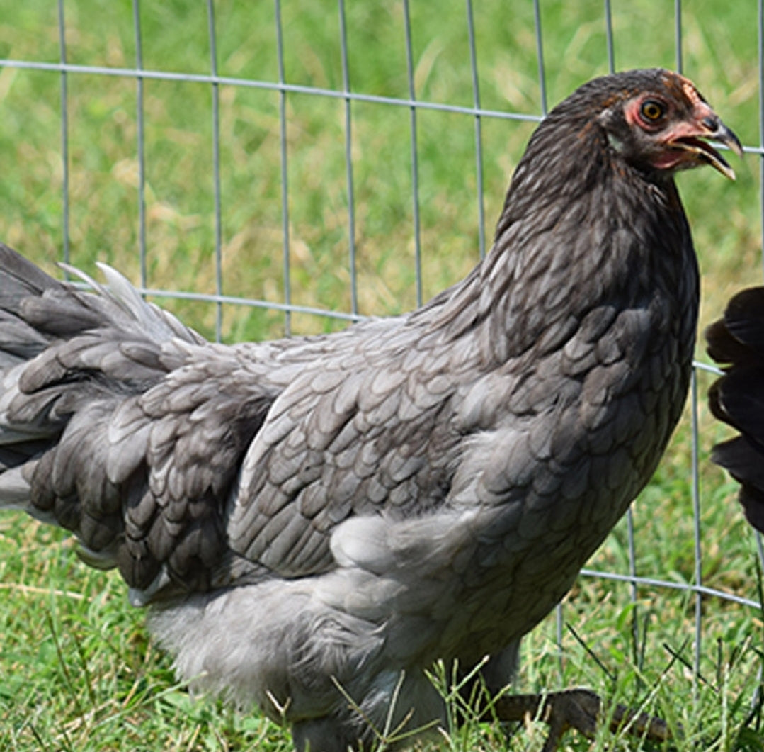 Wise County Chicken Farm