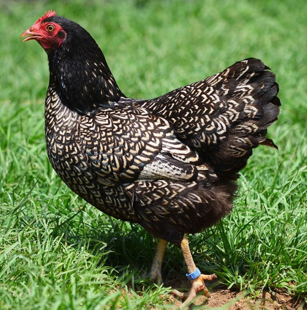 Wise County Chicken Farm