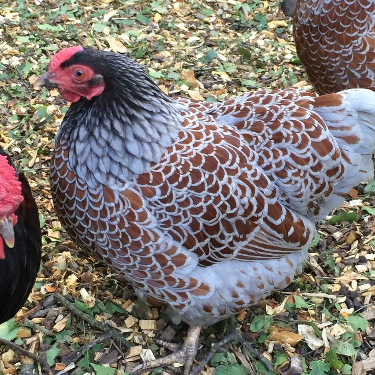 Blue Laced Red Wyandottes Pullets – Wise County Chicken Farm
