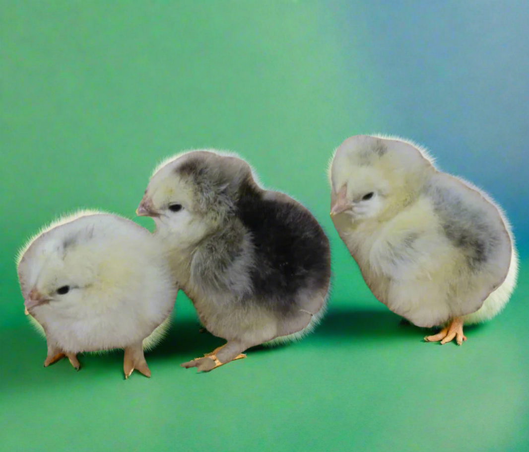 Wise County Chicken Farm
