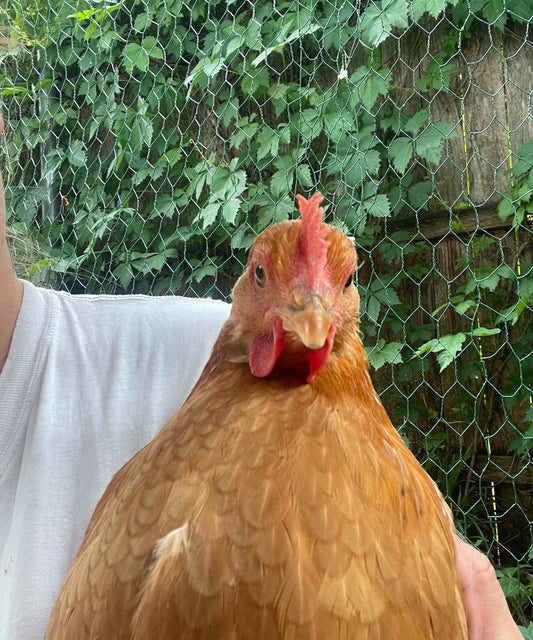 Texas Red Pullets- 18-24 Weeks Old – Wise County Chicken Farm