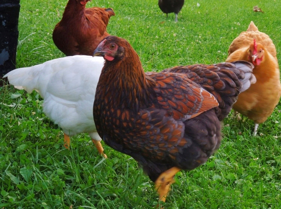 Wise County Chicken Farm