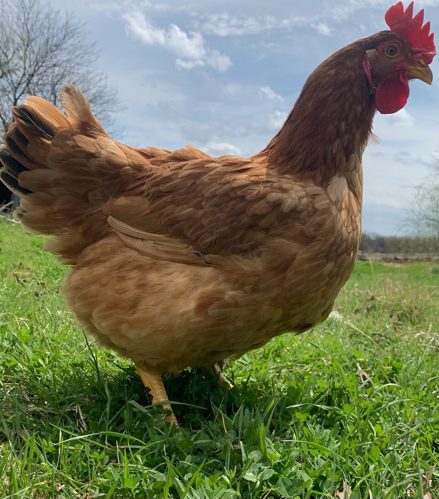 Texas Red Pullets- 16 Weeks Old – Wise County Chicken Farm